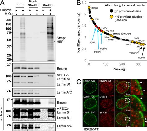 An Apex2 Proximity Ligation Method For Mapping Interactions With The Nuclear Lamina Abstract