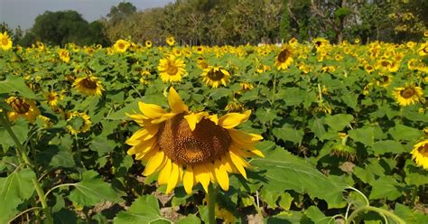 မိုးညိုမြို့နယ်တွင် ဆီထွက်သီးနှံနေကြာ သီးသန့်နှင့်သီးညှပ် ဧကပေါင်း ၆၄၆၅