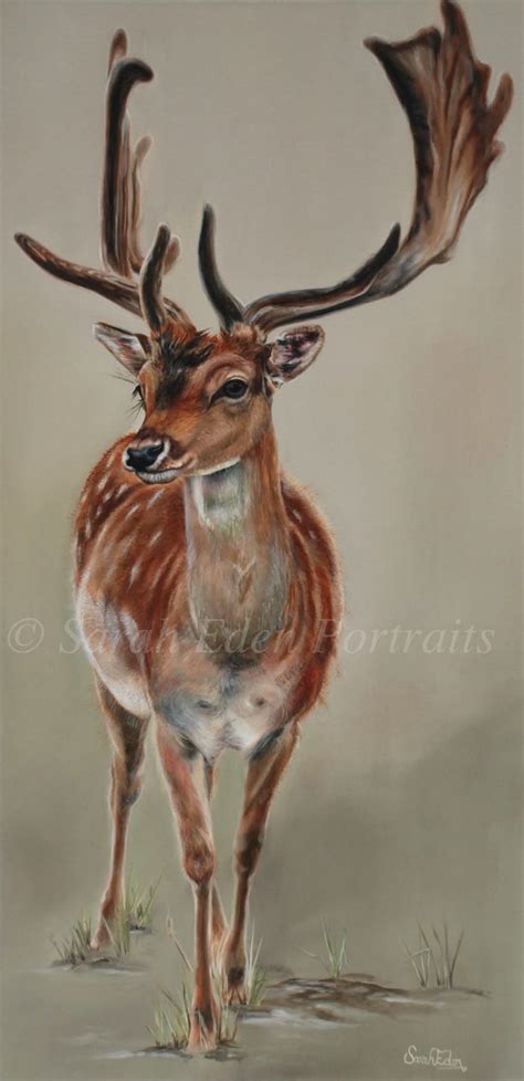 Fallow Deer Painting By Sarah Eden Spotted Oil On Block Canvas 50