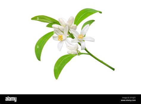 White Orange Tree Flowers Buds And Leaves Branch Isolated On White