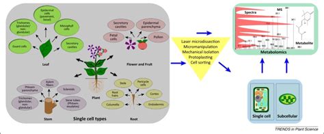 Plant Single Cell And Single Cell Type Metabolomics Trends In Plant Science