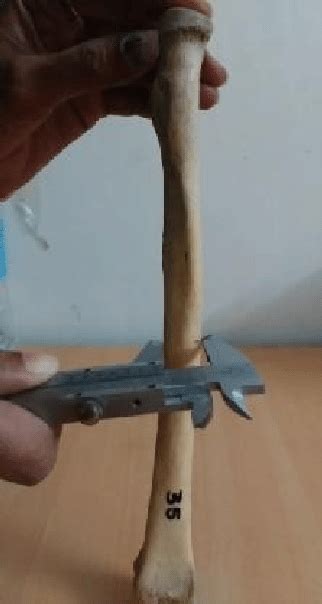 Measuring Circumference Of Radius By Vernier Caliper OBSERVATION AND Download Scientific