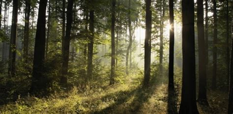 An Ode To Seymour Epstein Originator Of Modern Dual Process Theory