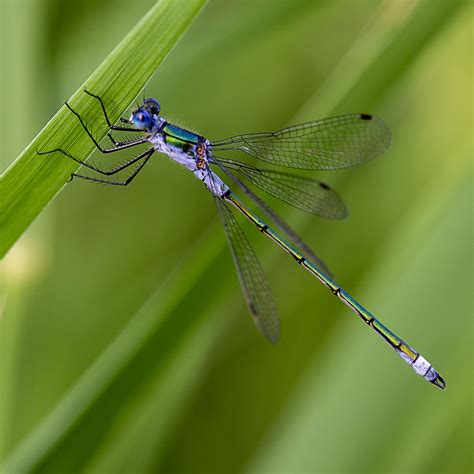 Scarce Emerald Damselfly British Dragonfly Society