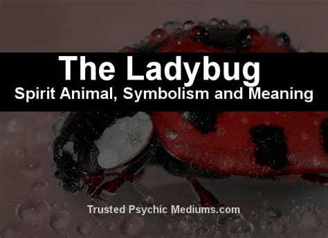 The Ladybug Spirit Animal A Complete Guide To Meaning And Symbolism