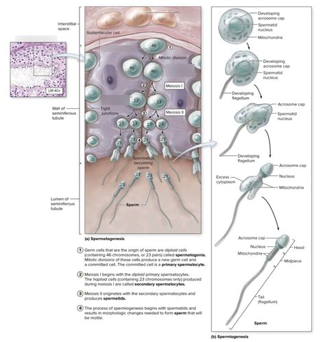 Spermatogenesis Labeling Diagram Quizlet