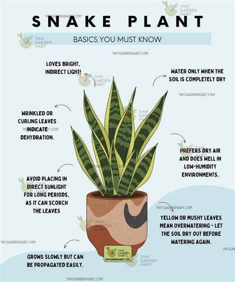 Best Types Of Snake Plants Awesome Sansevierias Key Care Tips Artofit