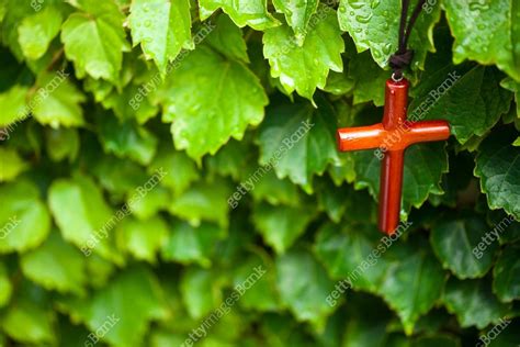 십자가 부활절 고난주간 사순절 식물 이슬 숲 이미지 A11114809 게티이미지뱅크