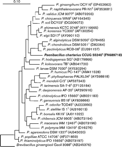 A Phylogenetic Tree Based On 16s Rrna Gene Sequences Constructed Using