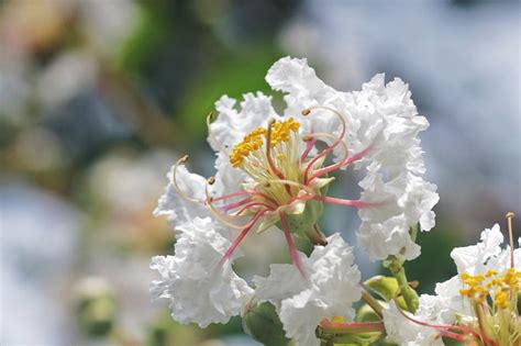 真夏の蘆花公園にて