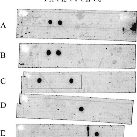 Species Determination By A Sequence Specific Oligonucleotide Probe