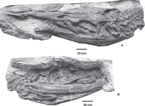Xinpusaurus Kohi J Iang Et Al 2004 Skull Of Holotype In A Dorsal
