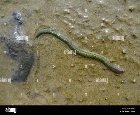 المقطع العرضي Nereis Virens