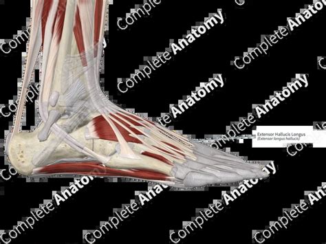 Extensor Hallucis Longus Complete Anatomy