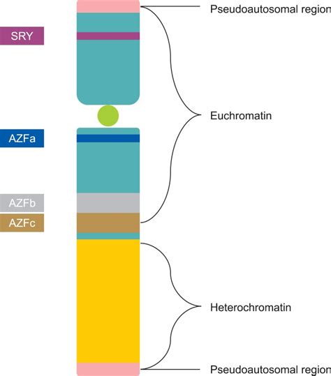 Schematic Depiction The Location Of Azoospermia Factor Azf Regions A