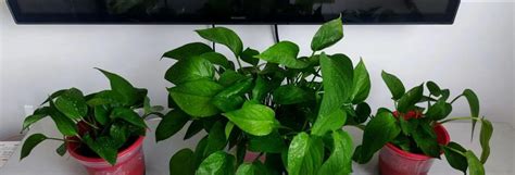 绿萝的花语代表什么？如何用绿萝表达情感？花植网