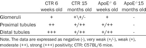 Semi Quantitative Analysis Of Ghrelin Expression In Renal Cortex Of Download Scientific Diagram