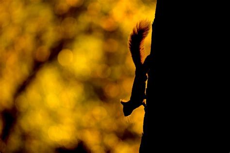 Composition In Wildlife Photography Getting Creative Nature Ttl