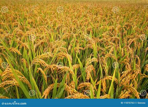 Inside The Paddy Processing Factory Where Grain Meets Grain Rice21 Grain Processing News