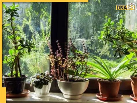 Vastu Tips For Plants वास्तु अनुसार चुनिए घर में पौधे लगाने की सही