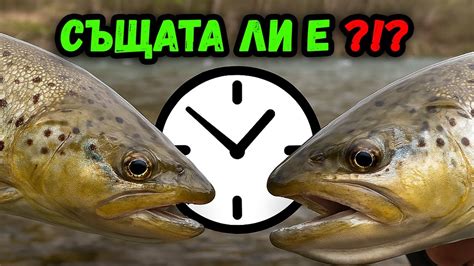 НЕВЕРОЯТНО Хванах ЕДНА и СЪЩА риба ДВА ПЪТИ за 30 минути на р ИСКЪР в СОФИЯ Youtube