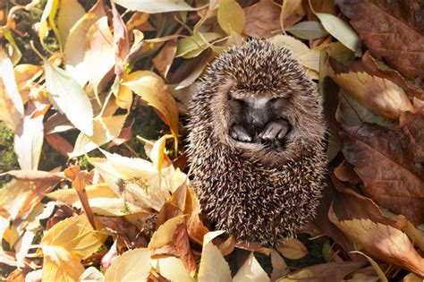 The Tale About Hibernate And Temporal Tables
