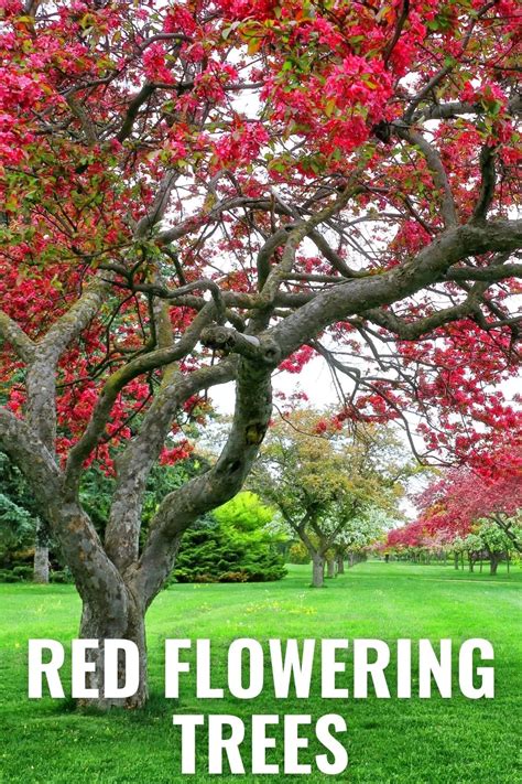 Beautiful Red Flowering Trees With Pictures