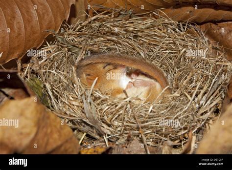 Hazel Dormouse Muscardinus Avellanarius Adult Hibernating In Nest