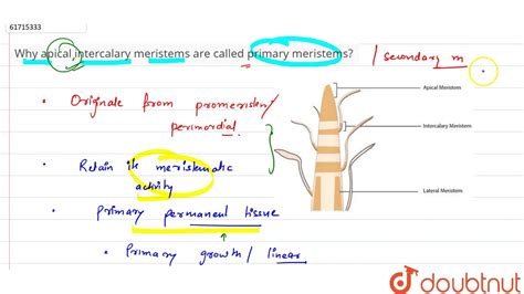 Intercalary Meristem Diagram