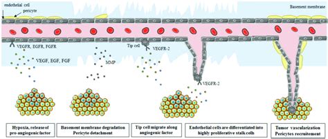 Neoangiogenesis In Tumor A Tumor Needs Nutrients And Oxygen O 2 To