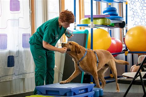 How Much Does A Dog Physical Therapist Make