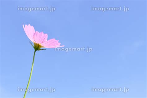 爽やかな秋の空と淡いピンク色のコスモスの花のクローズアップ ローアングルの写真素材 197539878 イメージマート