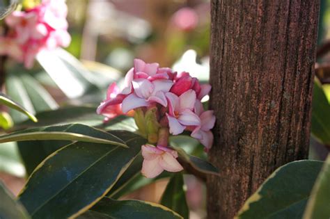 Bunga Merah Muda Kecil Daphne Manis Foto Stok Unduh Gambar Sekarang Daphne Odora Abkhazia