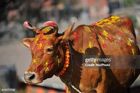 Cow Worship Day Photos And Premium High Res Pictures Getty Images