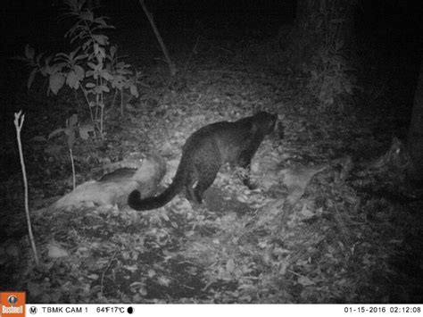 Inventarisasi Macan Tutul Jawa Wjctf