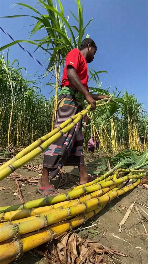 Sugarcane Harvesting Season Begins Foodstuff Facebook