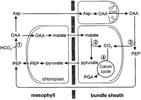 Photosynthetic Metabolism In Maize Leaves The Oxaloacetate Oaa