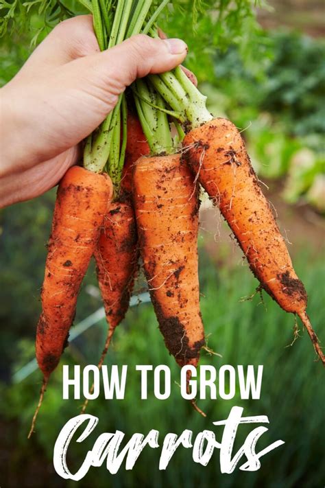How To Grow Carrots From Seed To Harvest Growhappierplants