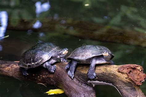 Closeup Of Two Yellow Spotted River Turtle Stock Image Image Of