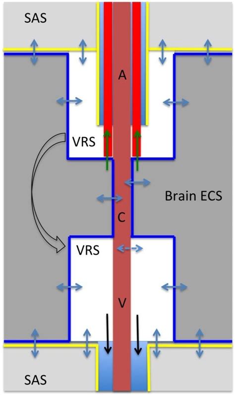 Diagram Representing Fluid Movements At The Virchow Robin Space The