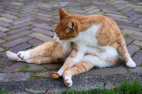 5 Things Your Cats Butt Can Tell You About Their Health