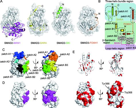 Structural Basis For Receptor Regulated Smad Recognition By Man1 Pmc