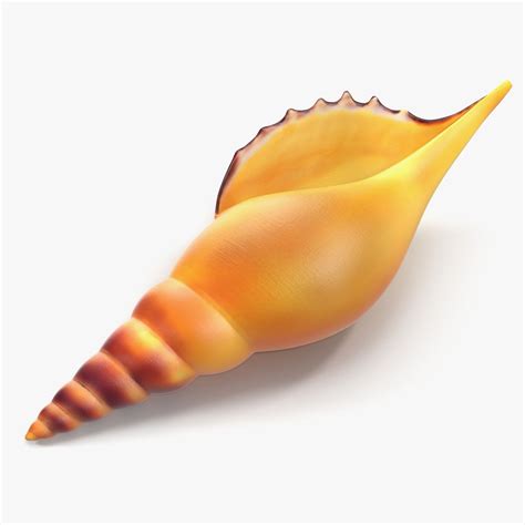 Seashell 3d Models Download Free3d