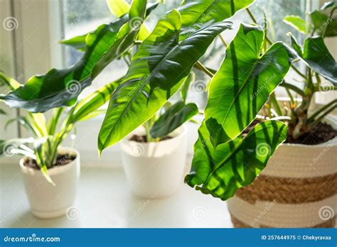 Big Philodendron Burle Marx With Curly Green Leaves Stands Next To