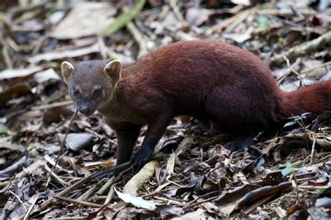 Ring Tailed Vontsira Galidia Elegans Know Your Mammals