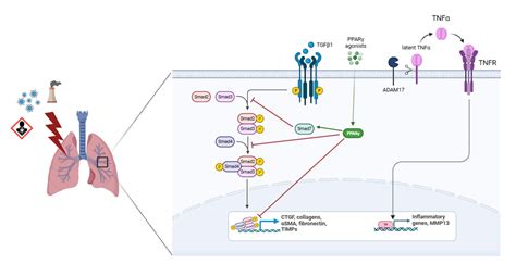 Pulmonary Fibrosis And Diabetes Mellitus Two Coins With The Same Face
