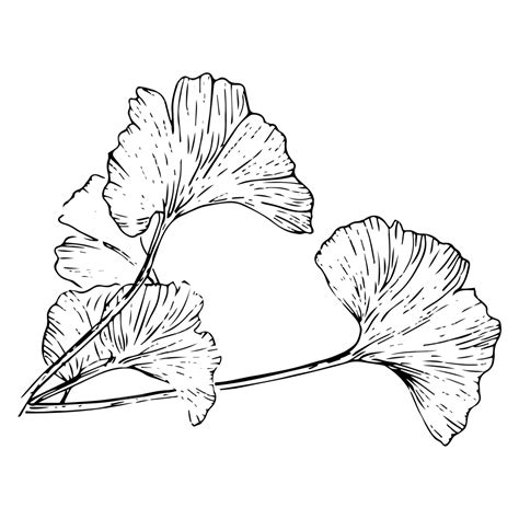 Ginkgo Leaf Line Draft Original Black And White Creative Line Shape