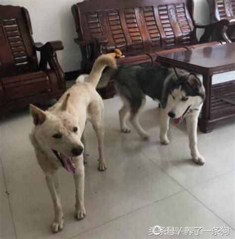 二哈帶回只流浪土狗，還有點不好意思，主人果斷收留 每日頭條