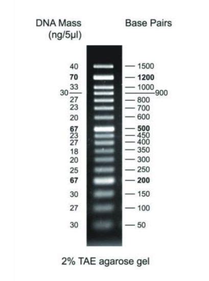 Cleaver Scientific Dna Ladder 50 Bp 501500 Bp 1×500 µl Vial John