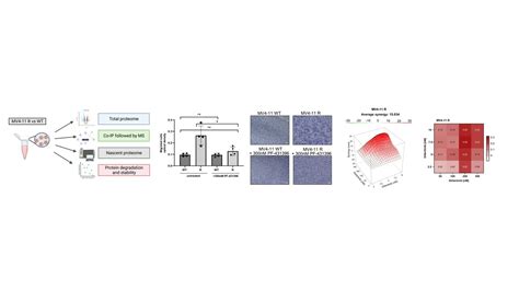 Protein Tyrosine Kinase 2b Inhibition Reverts Niche Associated